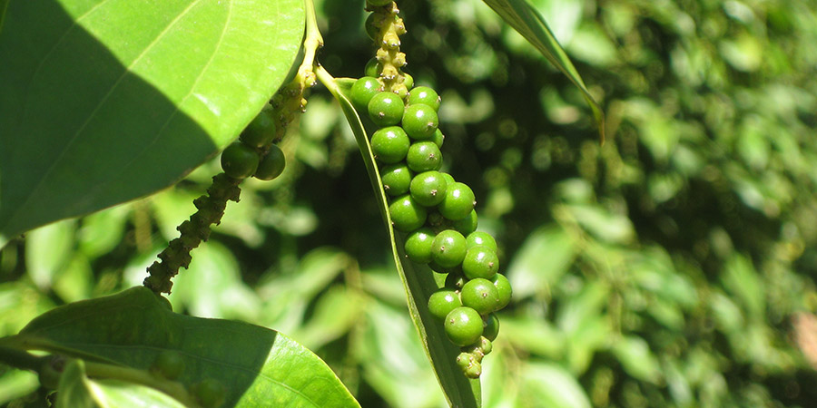 Τα μυστικά του πιπεριού | The FNL Guide