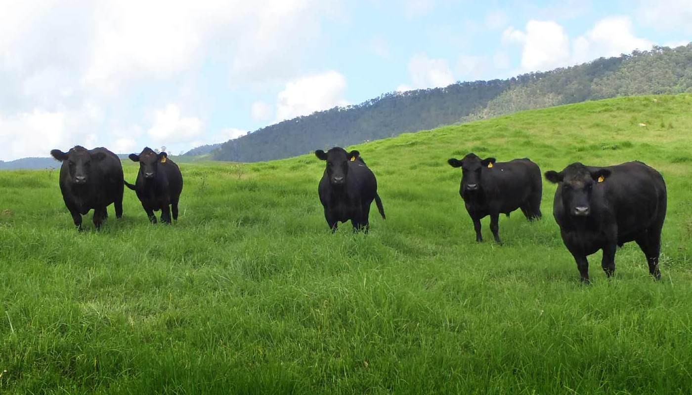 Τι είναι το Angus beef; | The FNL Guide