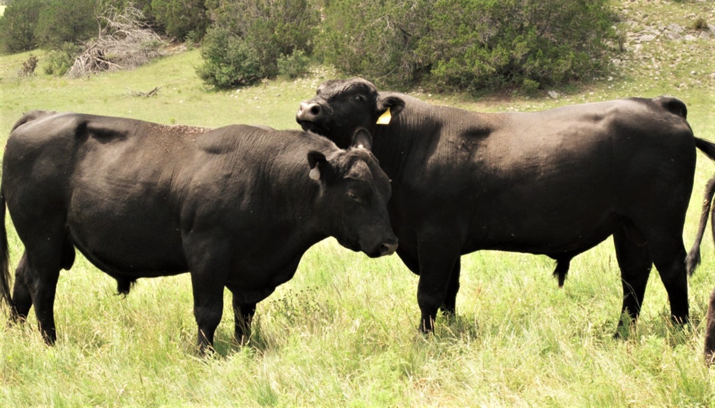 Πότε το Angus beef είναι καλό; | The FNL Guide