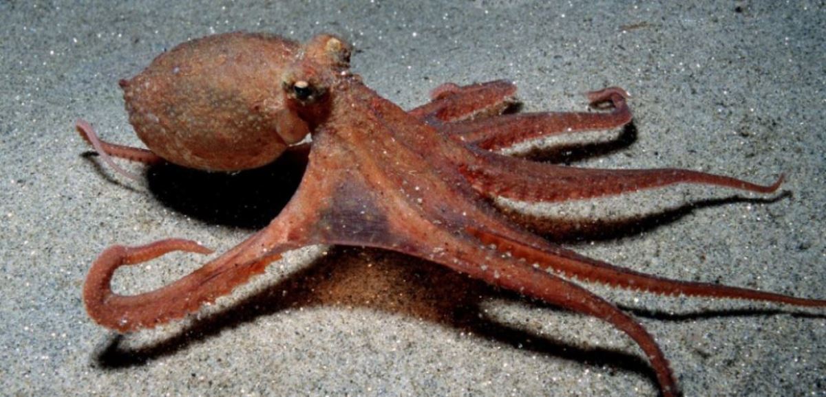 Οκτάποδας (Octapus vulgaris): όσα θα θέλατε να ξέρετε για το χταπόδι ...