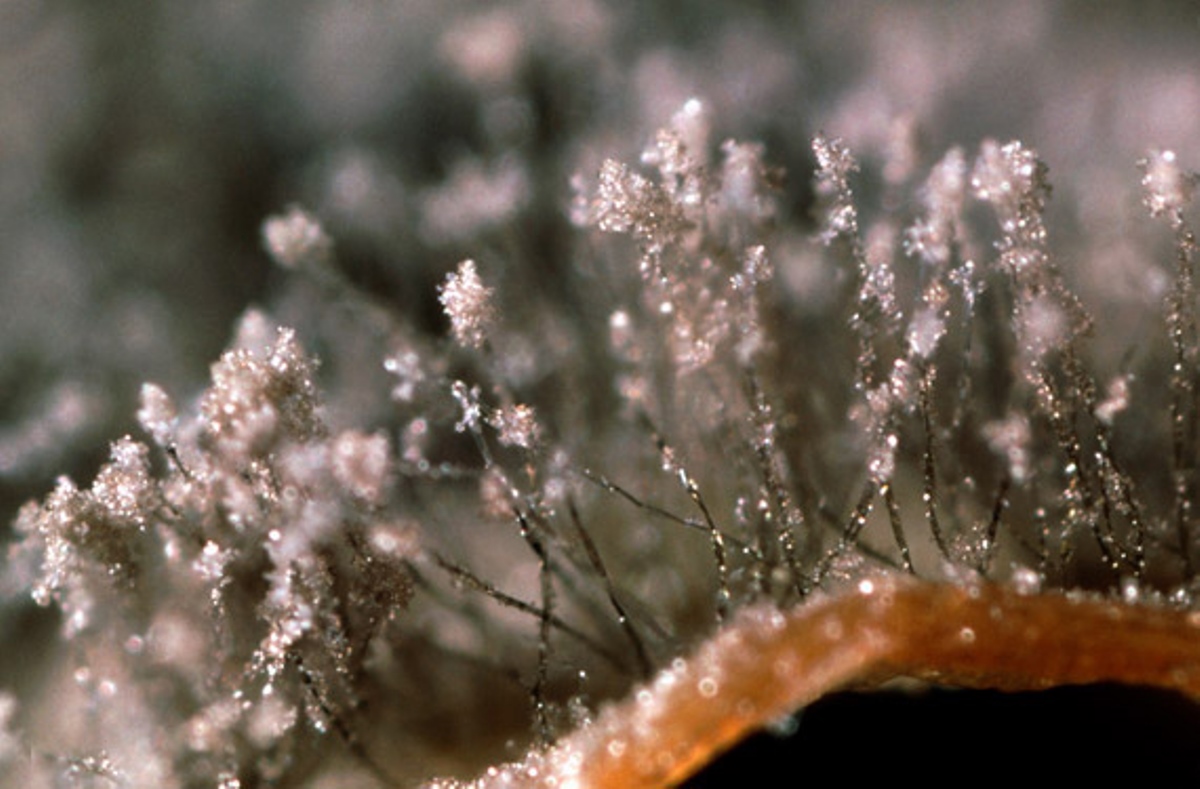 Botrytis Cinerea: Η ηδονή της μούχλας! | The FNL Guide