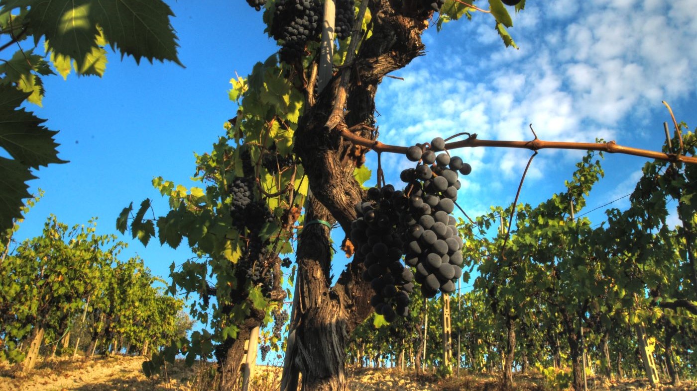 Ώρα για ξερίζωμα! | The FNL Guide